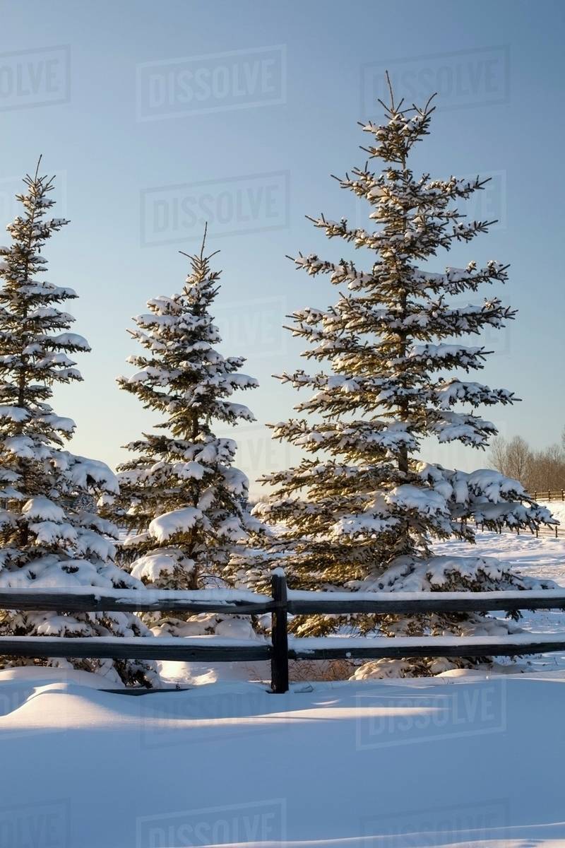 Snow Covered Evergreen Trees Along A Snow Covered Wooden Fence; Calgary ...
