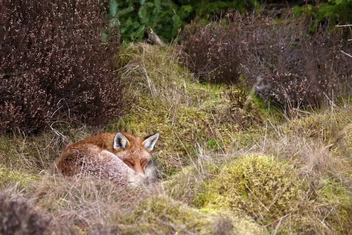 A Red Fox (Vulpes Vulpes) Sleeping In Brown Grass; Dumfries, Scotland ...