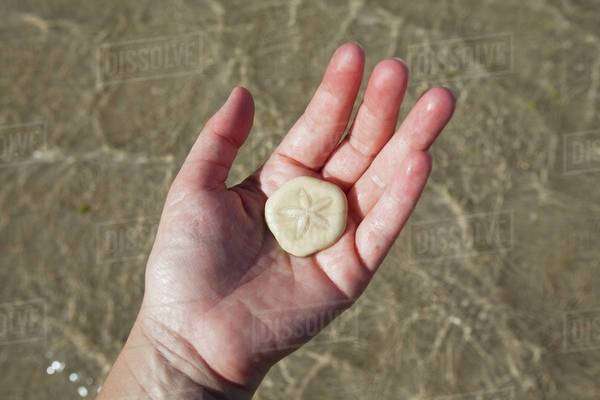 A Tourist Holds A Sand Dollar Sea Shell Near El Nido; Bacuit ...