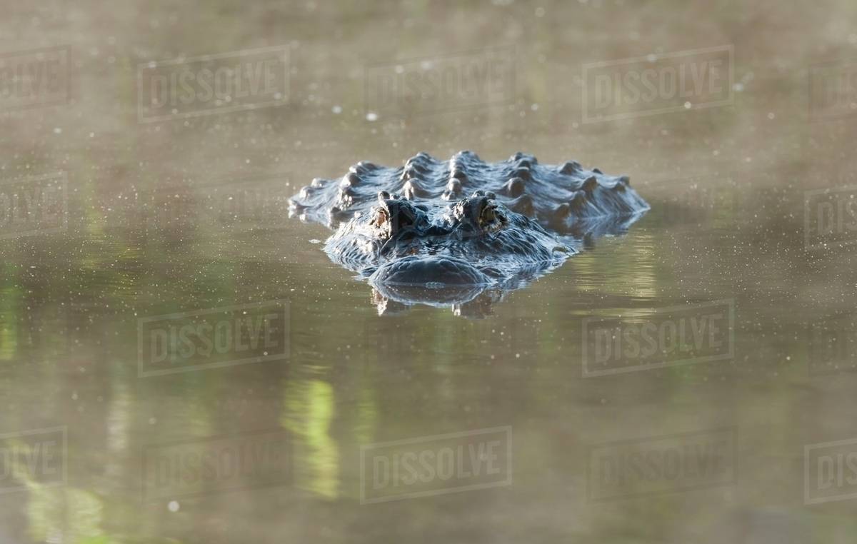 Alligator On Surface Of Water; Florida, Usa - Royalty-free Stock Photo ...