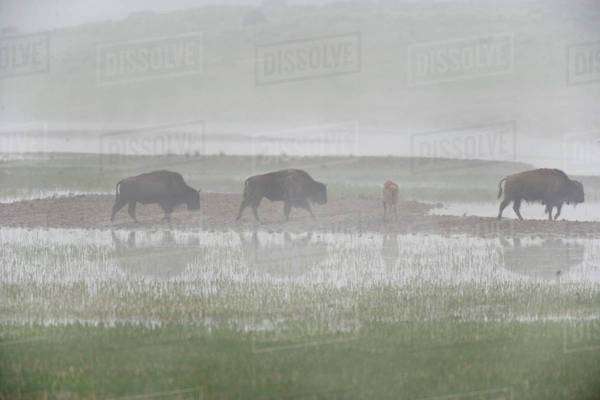 Bison In Fog In Marshy Area Of Hayden Valley, Yellowstone National Park ...
