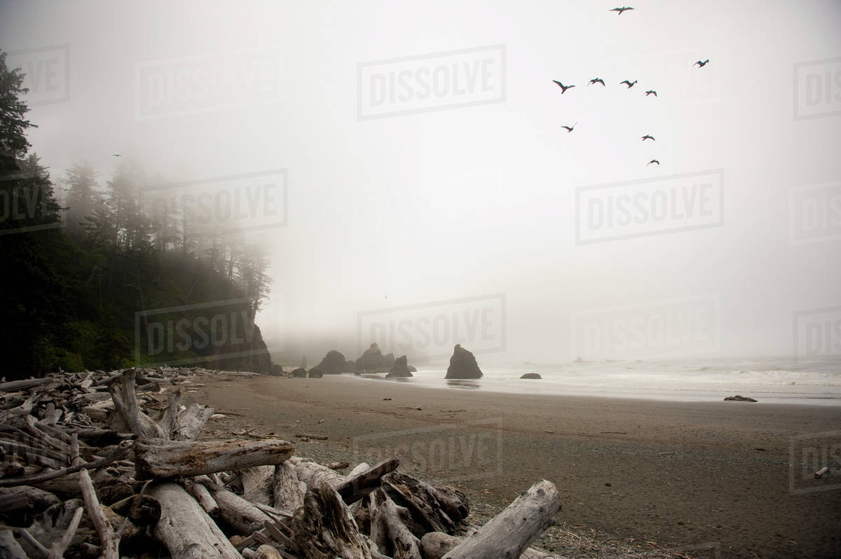 A Flock Of Birds Fly Over A Beach In The Fog; Abbey Island Washington ...