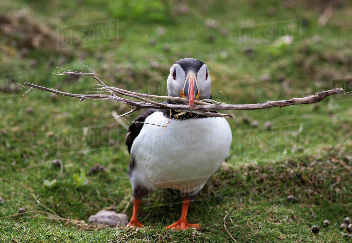 A Puffin Carrying Tree Branches In It's Mouth; Shetland, Scotland ...