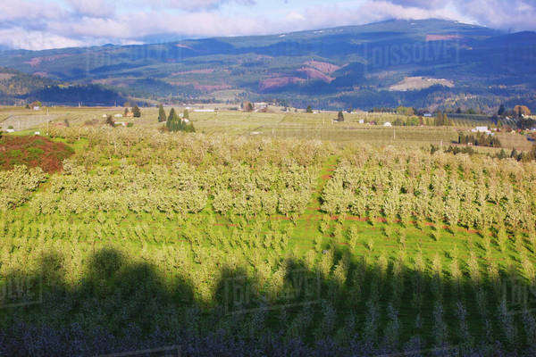 Apple Blossom Trees In Columbia River Gorge In The Pacific Northwest ...