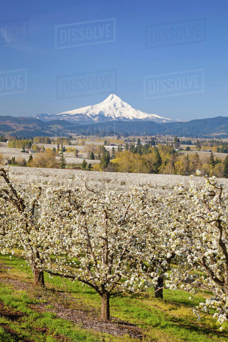 Apple Blossom Trees And Mount Hood In Columbia River Gorge In The ...