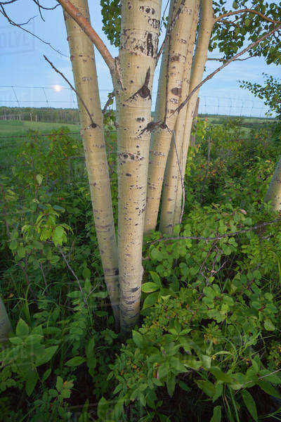 A Small Stand Of Poplar Trees In Evening Light; Drayton Valley, Alberta ...