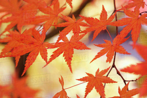 Japanese Maple Leaves In Autumn; Hakone, Honshu,Japan - Stock Photo ...
