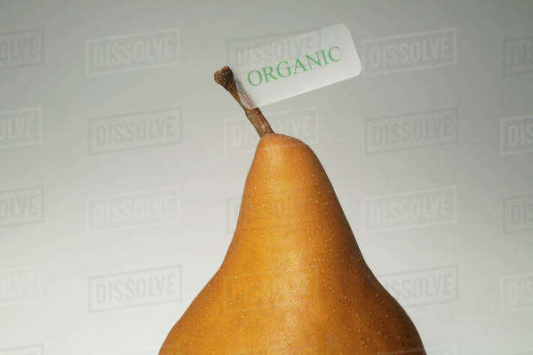 A Bosch Pear With An Organic Label On The Stem; Waterloo, Quebec ...
