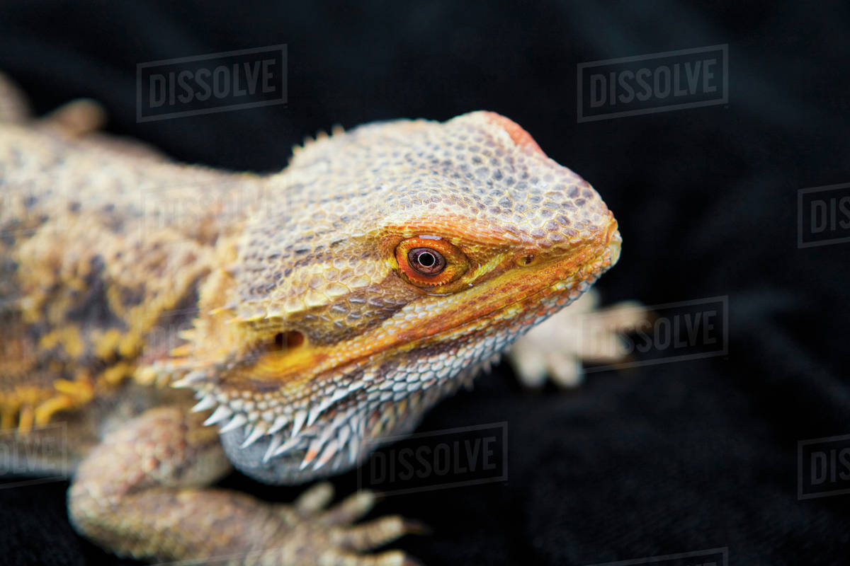 A Lizard (Lacertilia); Edmonton, Alberta, Canada - Royalty-free Stock ...