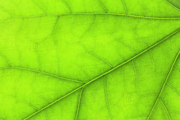 Close Up Details Of A Green Leaf; Thunder Bay, Ontario, Canada ...