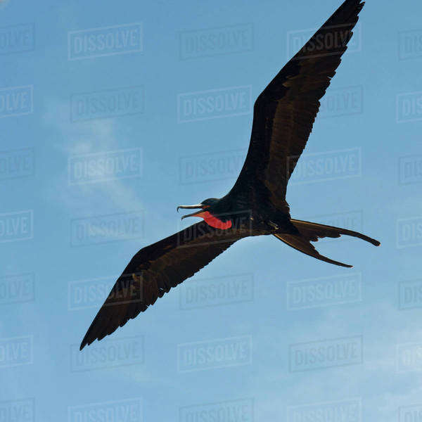 A Frigatebird In Flight; Galapagos, Equador - Royalty-free Stock Photo ...