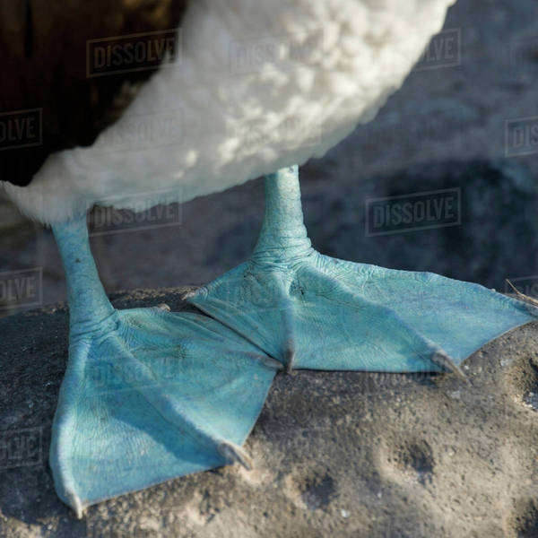 Webbed Feet Of The Blue-Footed Booby (Sula Nebouxii); Galapagos ...