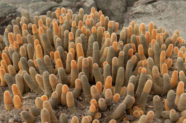 Lava Cactus (Brachycereus Nesioticus); Galapagos, Equador - Royalty ...