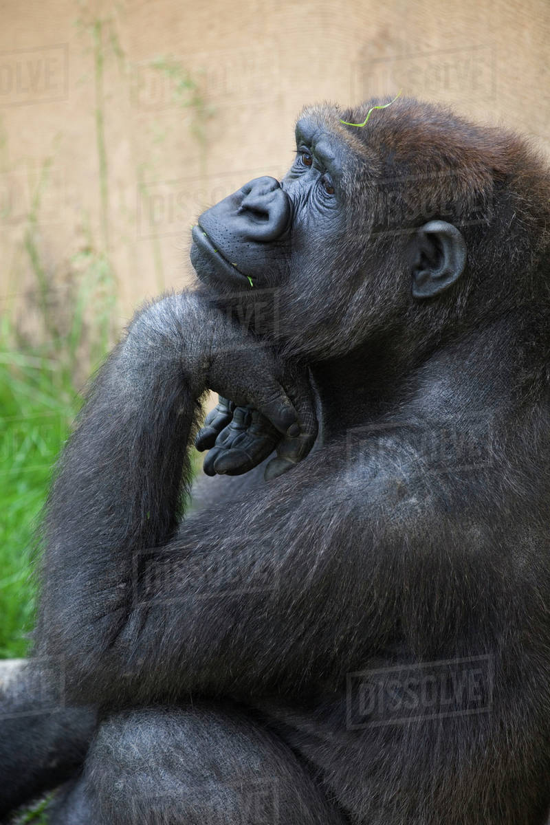 A Gorilla Sits In A Thinking Position With Chin Resting On The Top Of Its Hand Calgary
