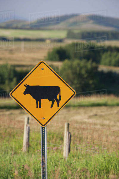 Cattle Road Sign With Fields And Rolling Hills In The Background ...