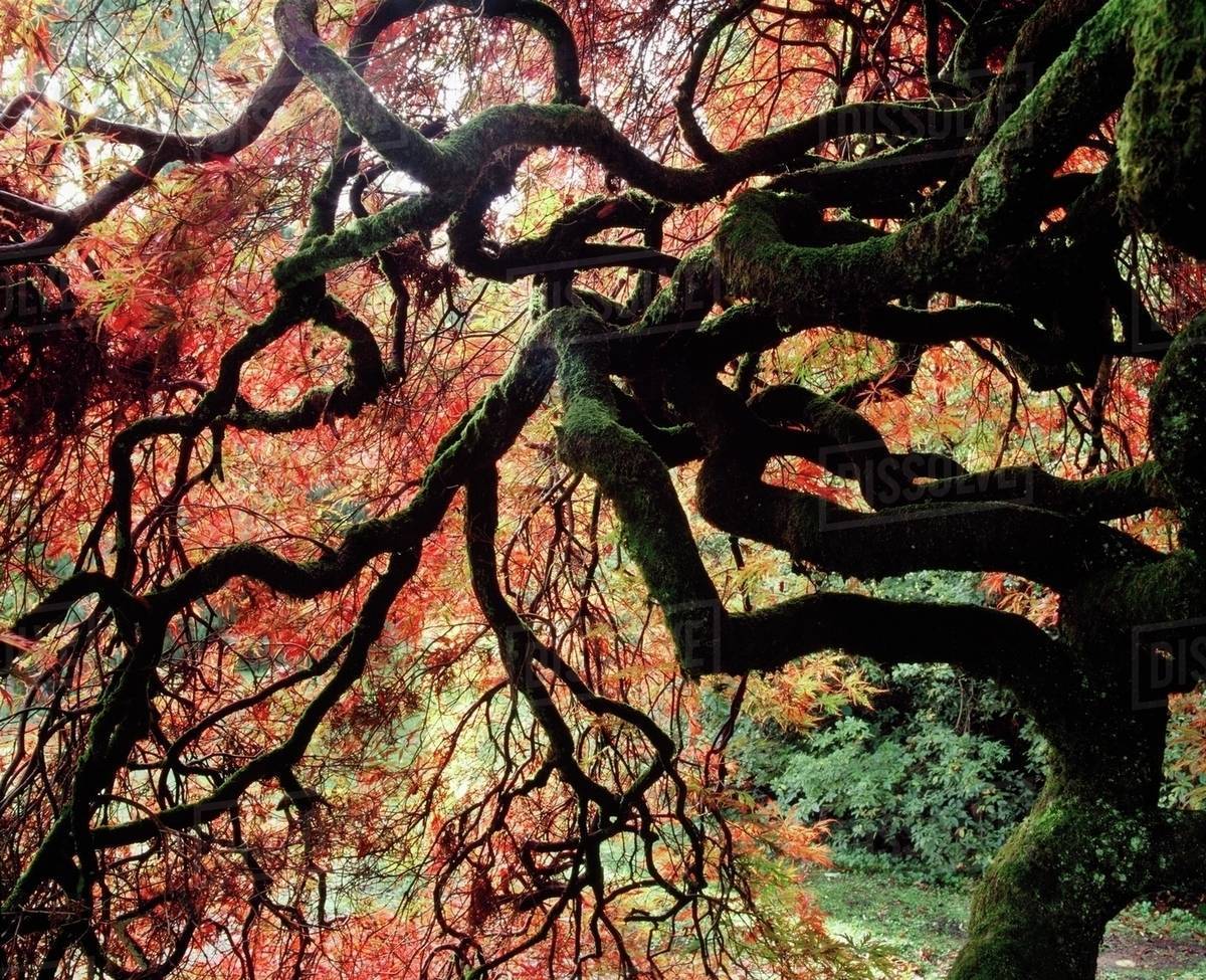 Maple Tree, Ireland - Stock Photo - Dissolve