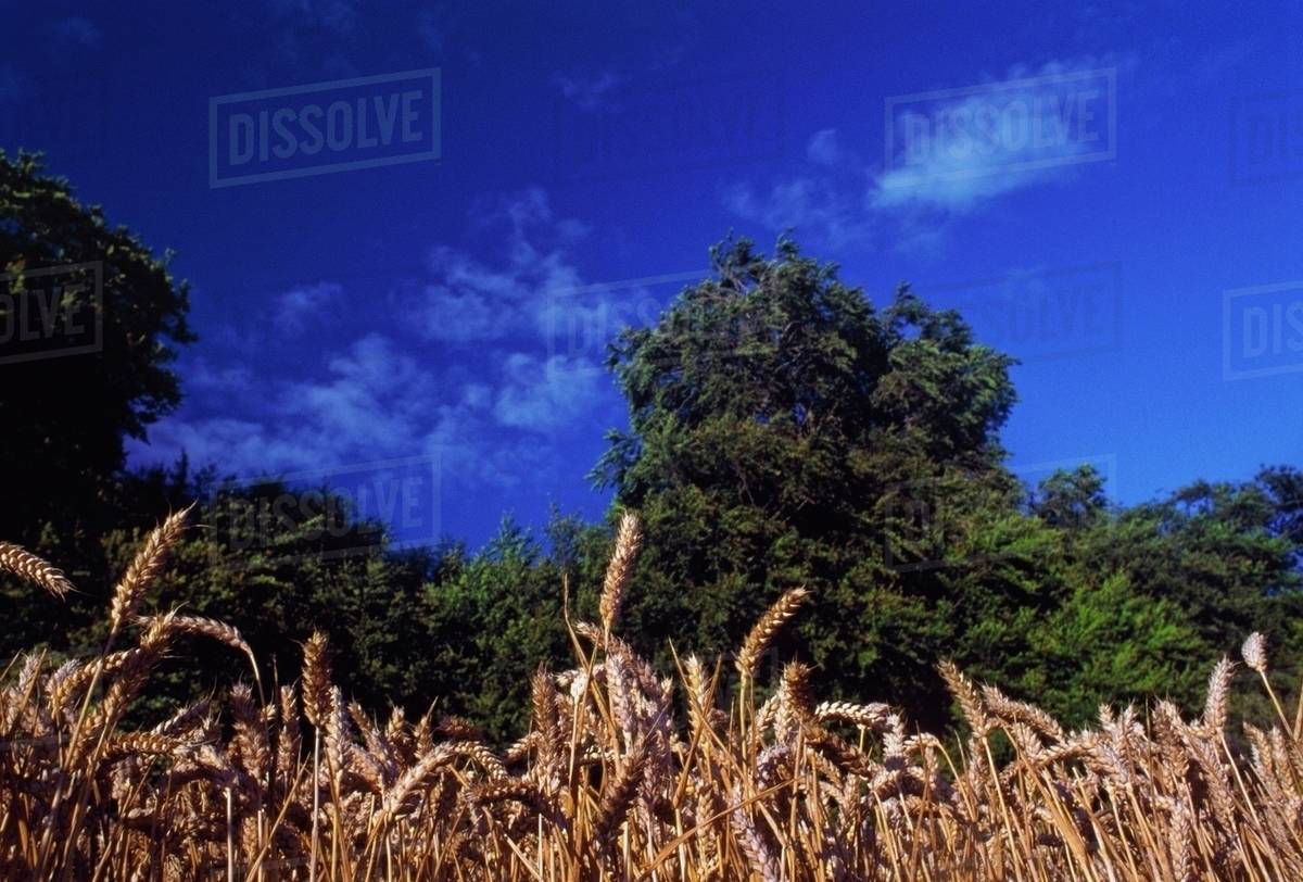 Grain Crops, Wheat; Haggardstown Dundalk, Co Louth, Ireland - Royalty ...
