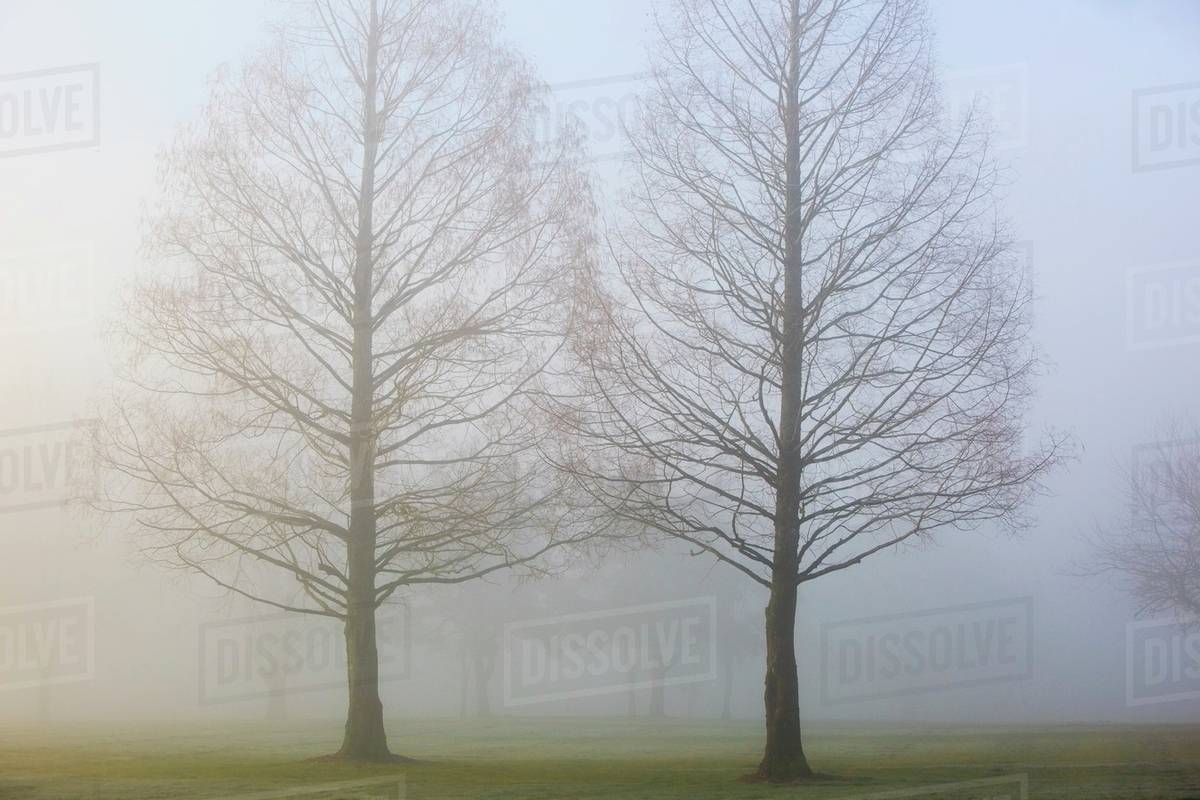 Oregon Cascades, Oregon, United States Of America; Trees Surrounded By ...