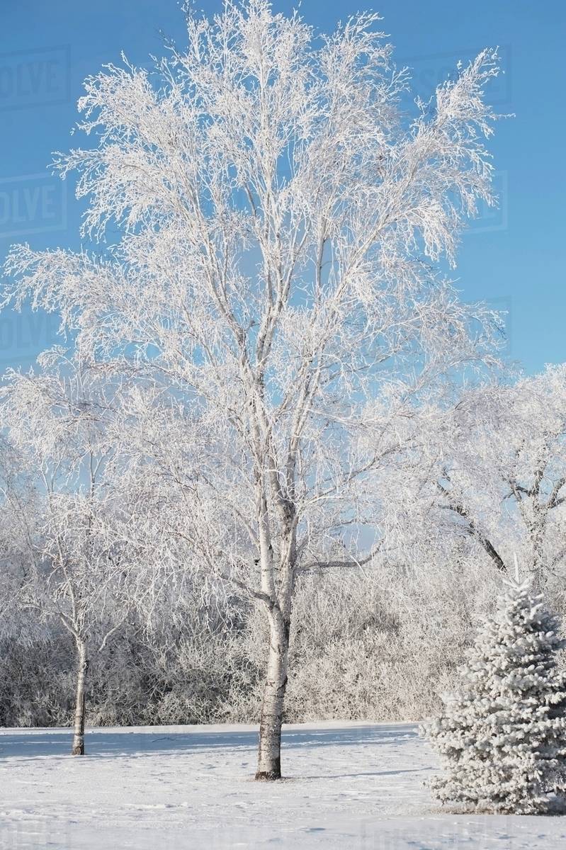 Winnipeg, Manitoba, Canada; Trees Covered In Snow - Stock Photo - Dissolve