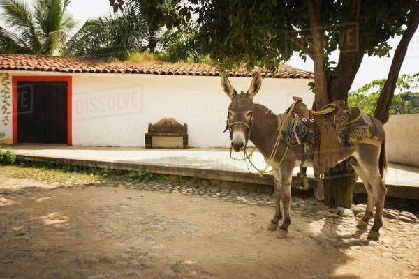 Copala, Mexico; A Donkey Standing In The Street - Royalty-free Stock ...