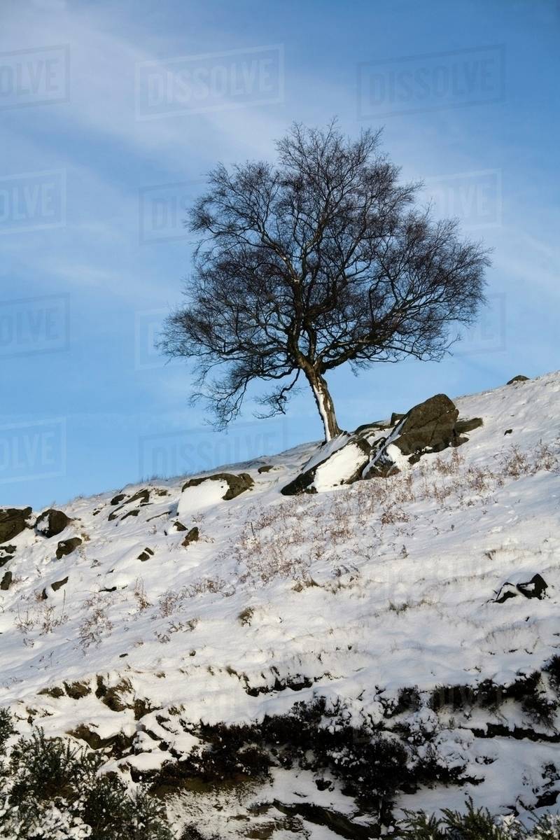 Derbyshire, England; A Silver Birch Tree Standing Alone On A Snow ...