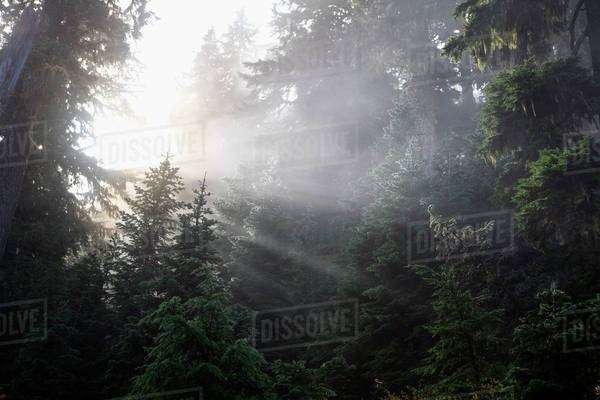 Washington, United States Of America; Morning Sun Through The Fog And ...