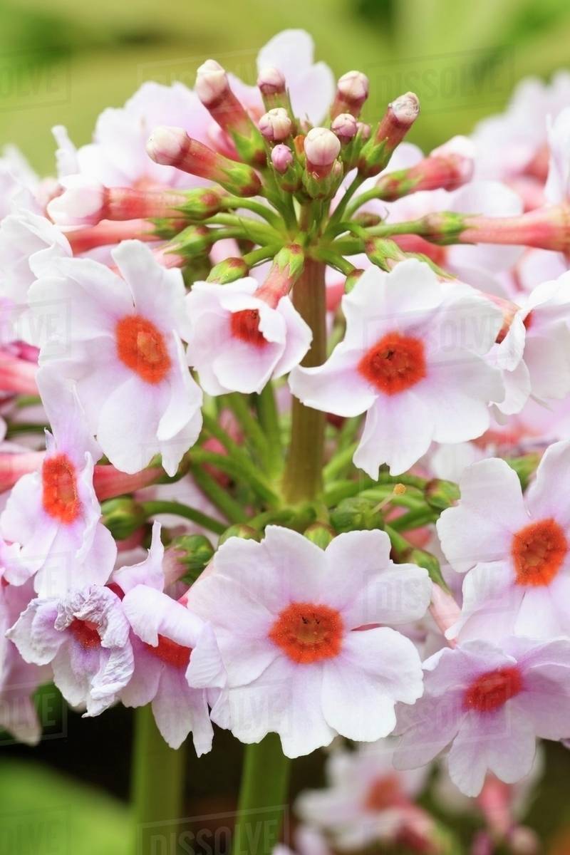 Portland, Oregon, United States Of America; Spring Flowers In Crystal ...