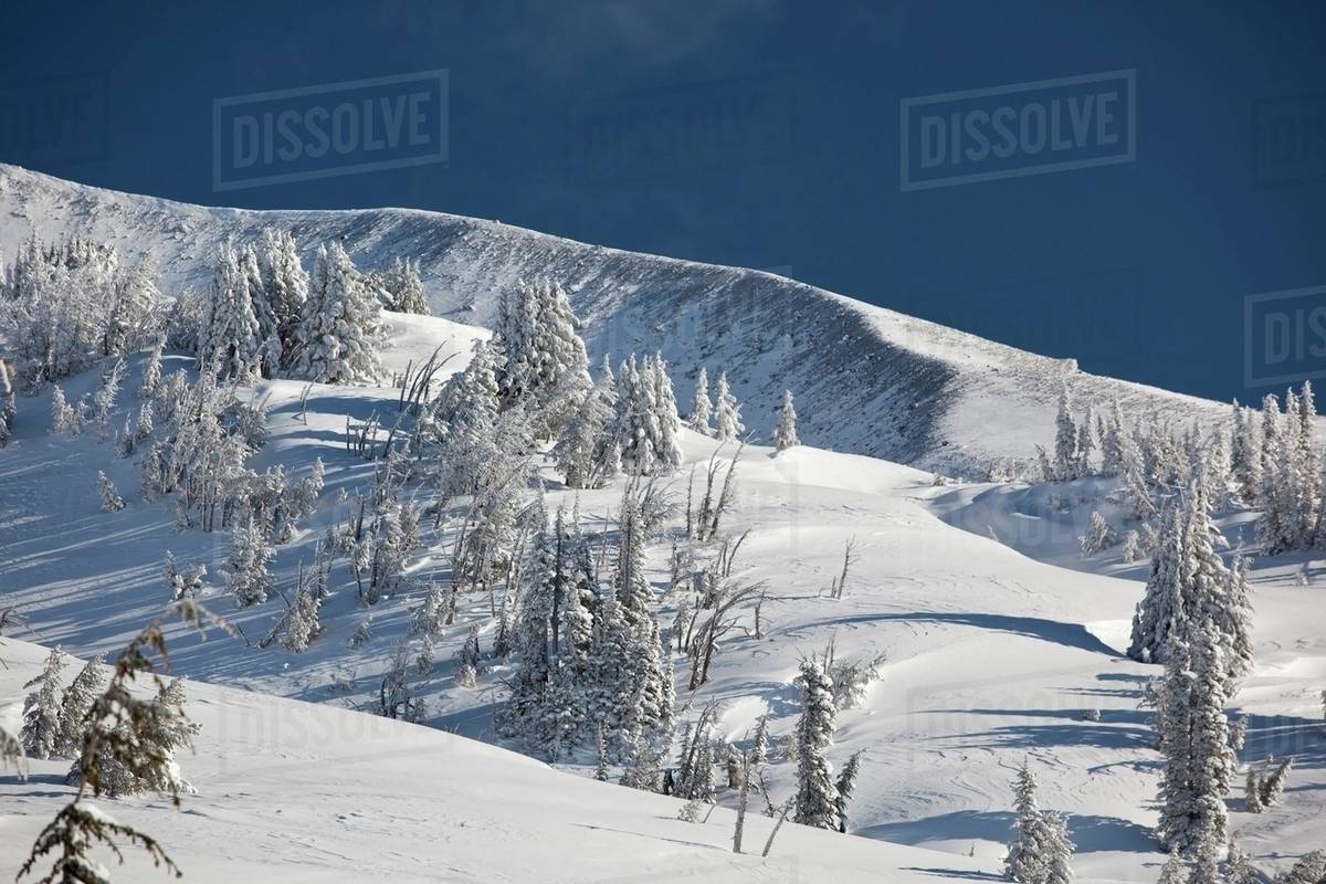 Oregon, United States Of America; Heavy Snow On The Trees On Timberline ...