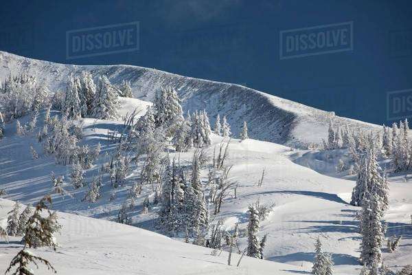 Oregon, United States Of America; Heavy Snow On The Trees On Timberline ...