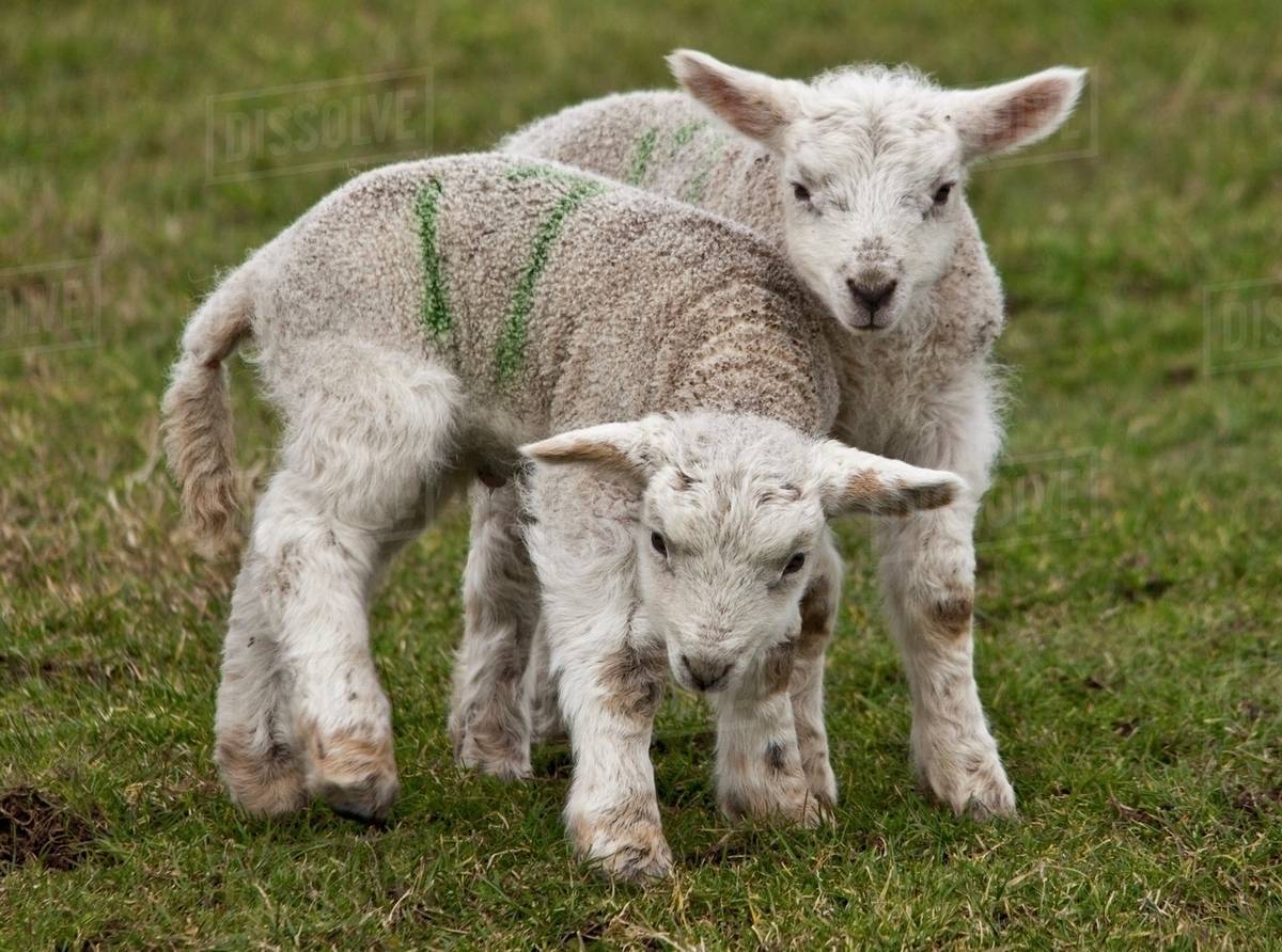 Two Lambs; Swarland, Northumberland, England - Royalty-free Stock Photo ...