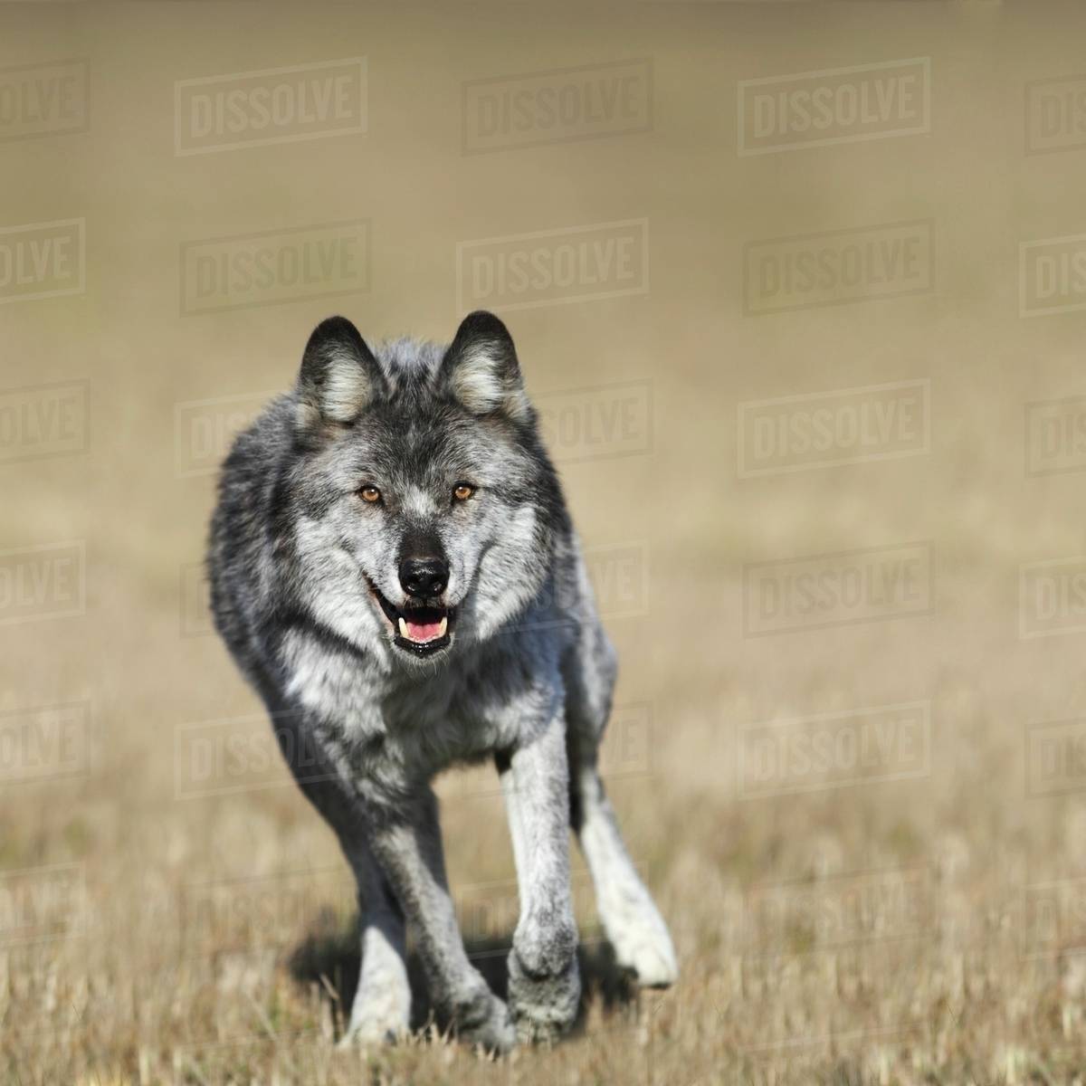 Wolf (Canis Lupus) Running Towards Camera; Golden, British Columbia ...