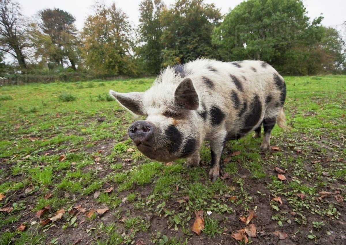 A White Pig (Suidae) With Black Spots; Northumberland, England - Stock ...