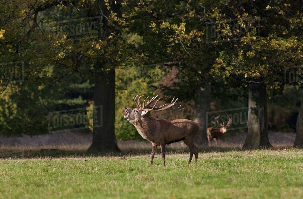A Male Deer (Cervidae) Standing In A Field And Calling While Another ...