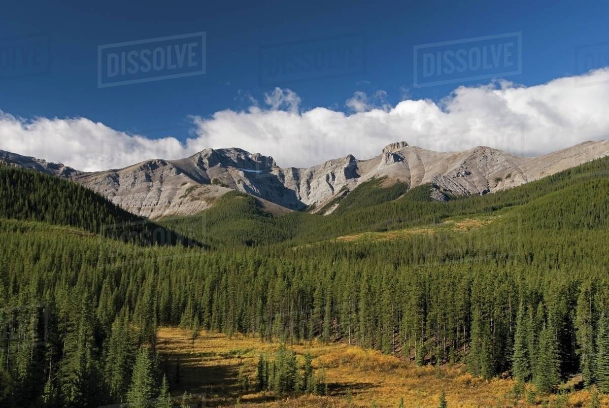 Forest In The Rocky Mountains; Alberta, Canada - Royalty-free Stock ...