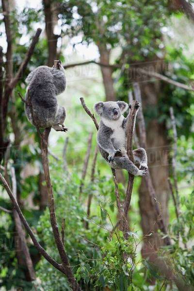 Two Koala Bears (Phascolarctos Cinereus) In A Tree; Gold Coast ...
