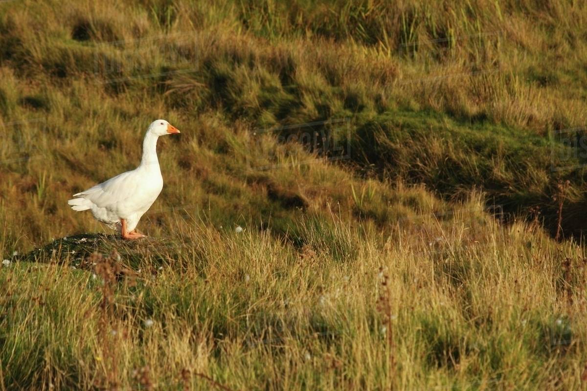 White Goose On Clare Island In The Connacht Region; County Mayo ...