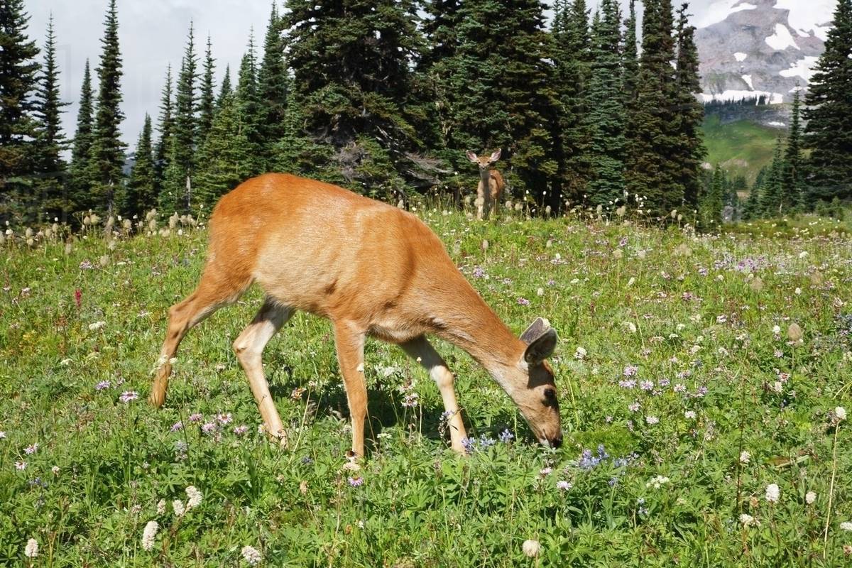 A Deer In Paradise Park In Mt. Rainier National Park; Washington ...