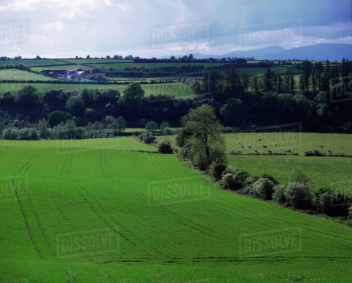 Ireland, Field - Royalty-free Stock Photo | Dissolve