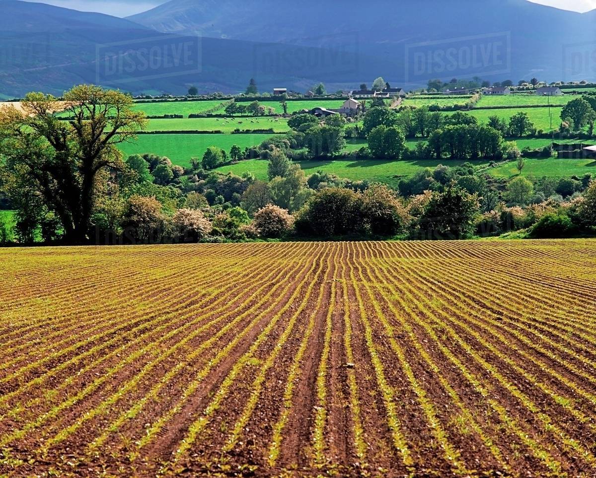 Ireland, Field - Stock Photo - Dissolve