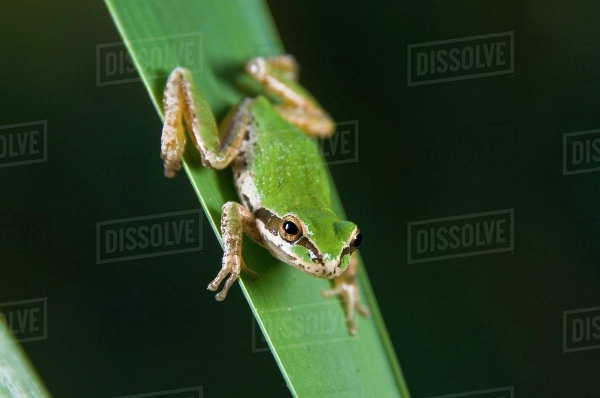 Pacific Tree Frog (Pseudacris Regilla); Sitting On A Reed - Stock Photo ...
