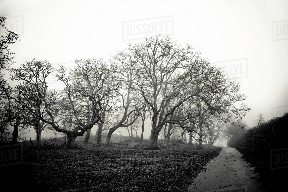 Bare Trees Along A Path - Stock Photo - Dissolve