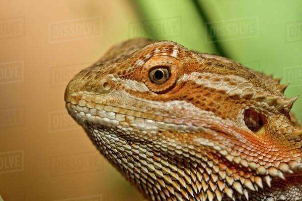 Bearded Dragon Lizard (Pogona) - Royalty-free Stock Photo | Dissolve