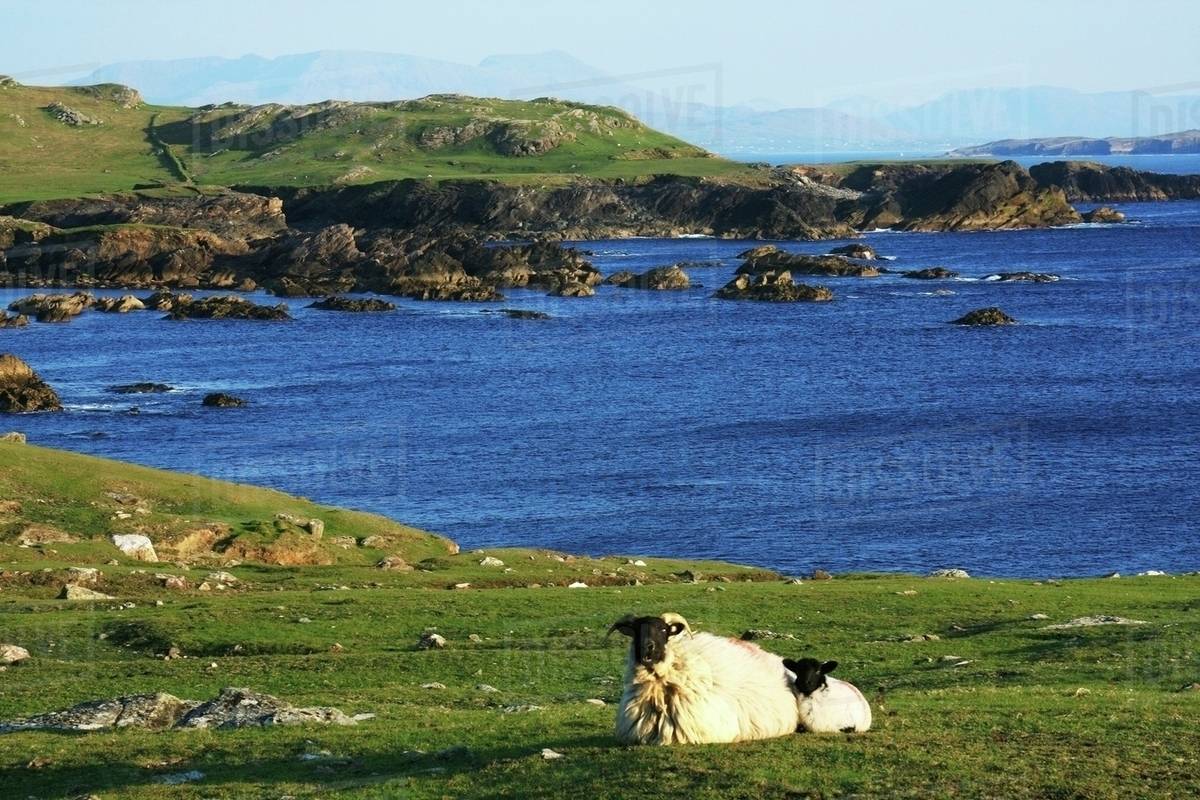Sheep, Achill Island, County Mayo, Ireland - Stock Photo - Dissolve
