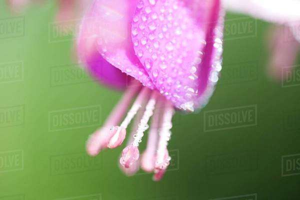 Flower - Royalty-free Stock Photo | Dissolve