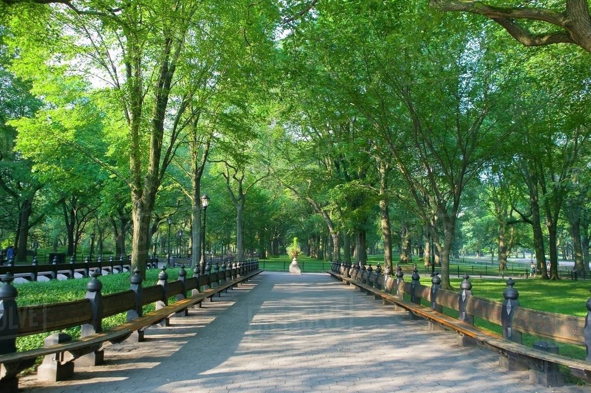 A Path In Central Park, New York City, New York, United States Of ...