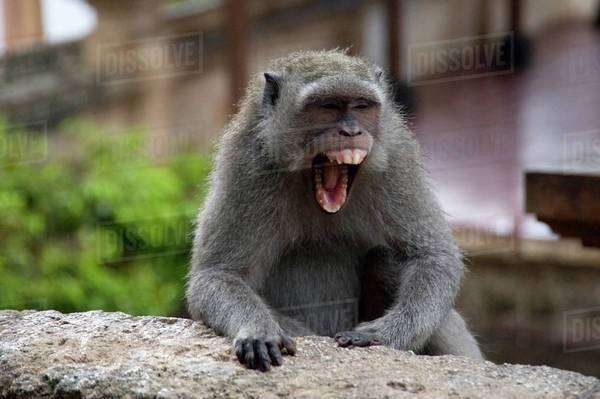 Bali, Indonesia; Monkey Screaming - Royalty-free Stock Photo | Dissolve
