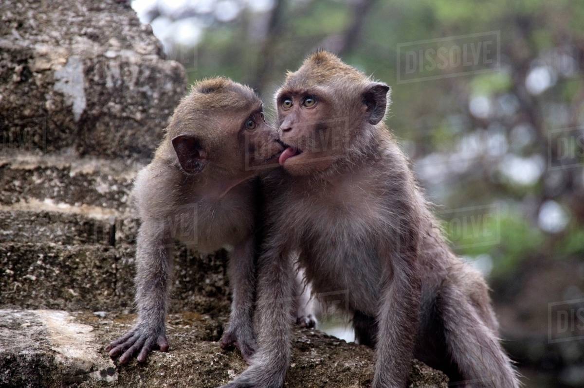 Bali, Indonesia; Monkeys Showing Affection - Royalty-free Stock Photo ...