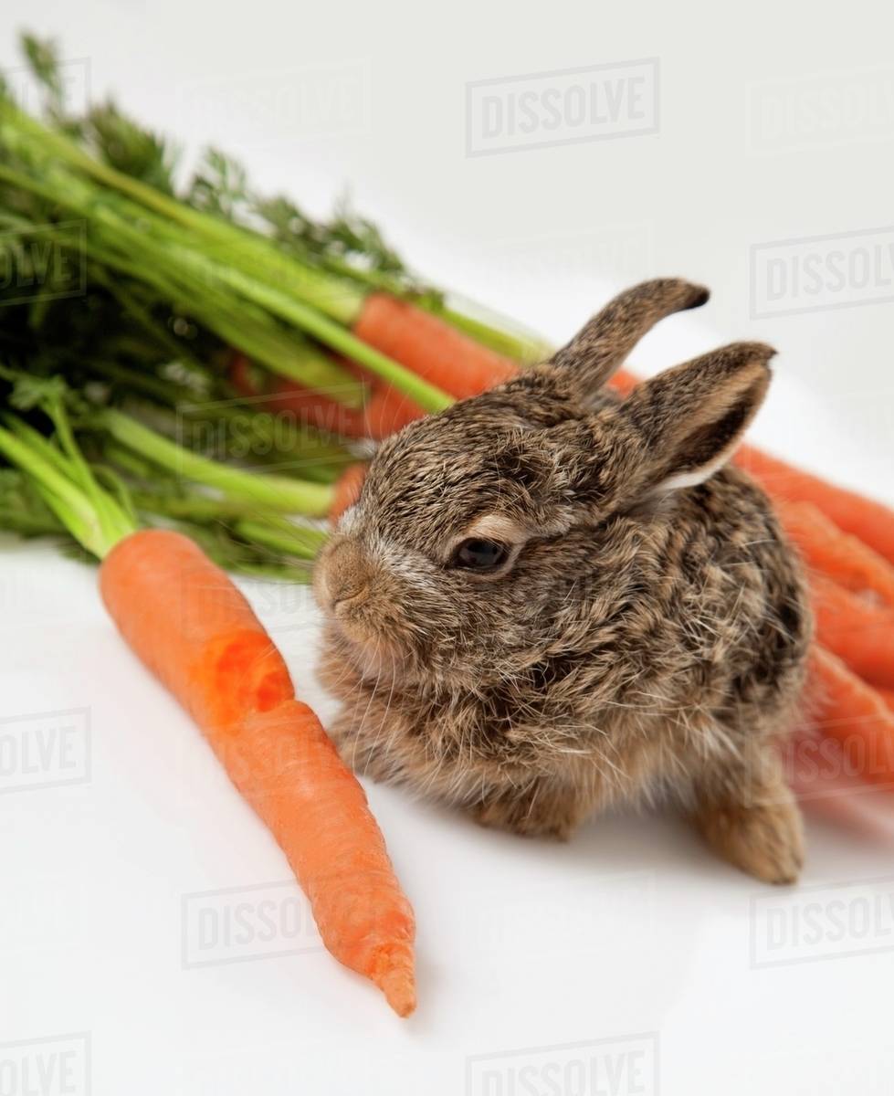 Baby Rabbit With Carrots - Royalty-free Stock Photo | Dissolve