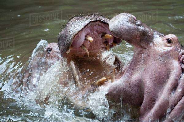 Two Hippos; Two Hippos Fighting In Water - Royalty-free Stock Photo ...