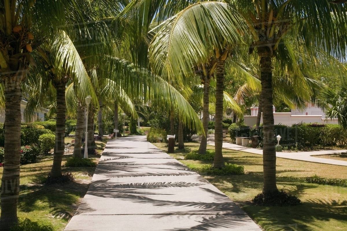 Under Palm Tree Pathway